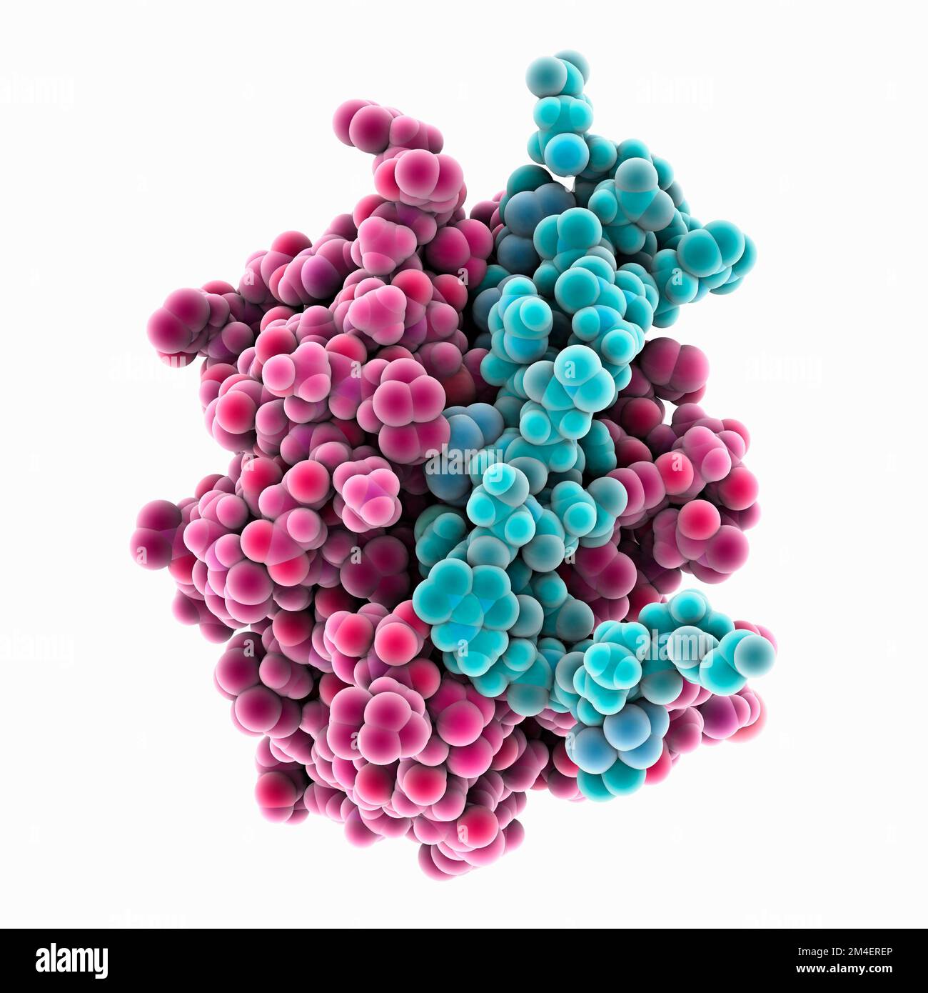 Apoptosis inhibitor KsBcl-2 complex, molecular model Stock Photo - Alamy
