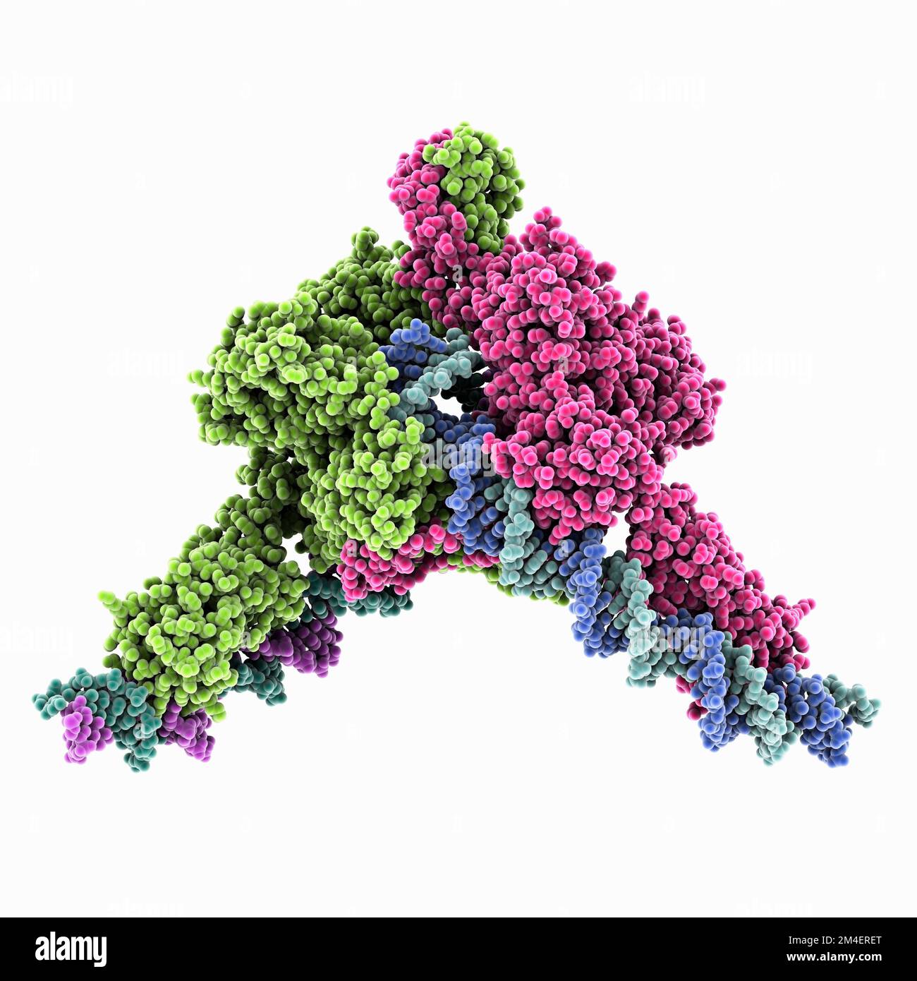 Transposase complexed with DNA, molecular model Stock Photo - Alamy