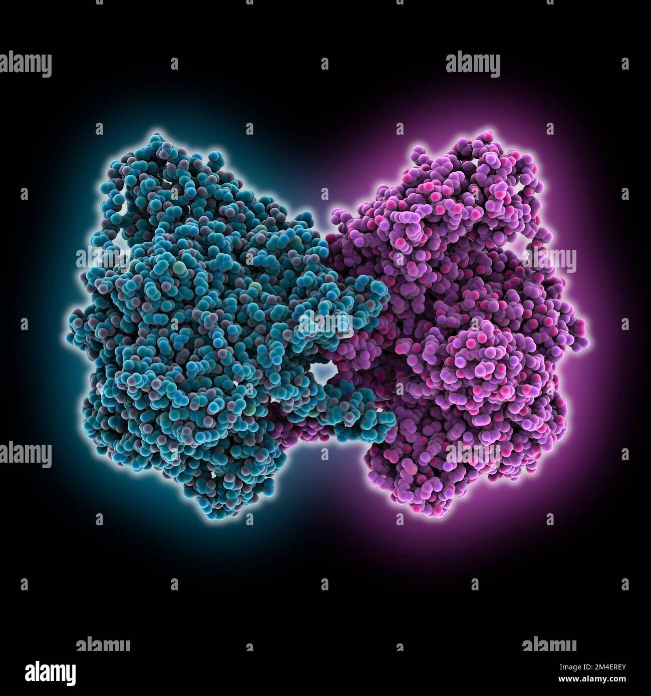DNA dependent RNA polymerase, molecular model Stock Photo - Alamy