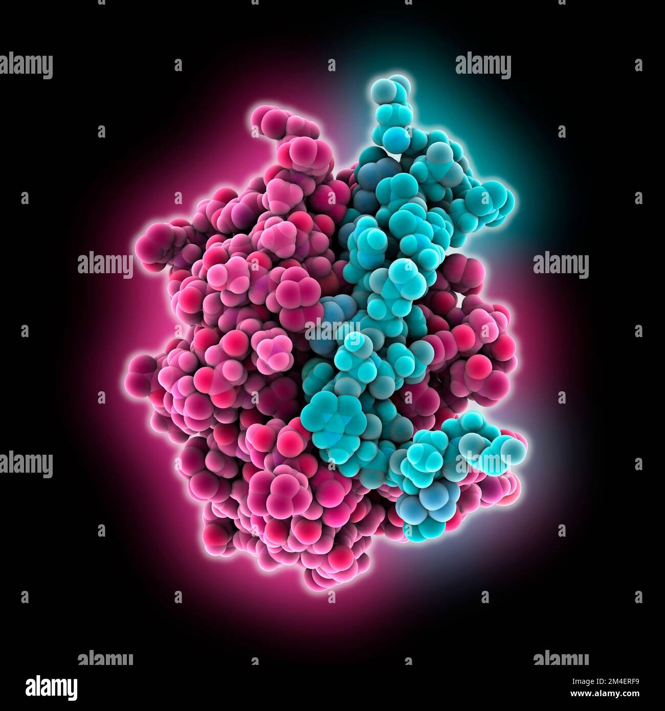 Apoptosis inhibitor KsBcl-2 complex, molecular model Stock Photo - Alamy