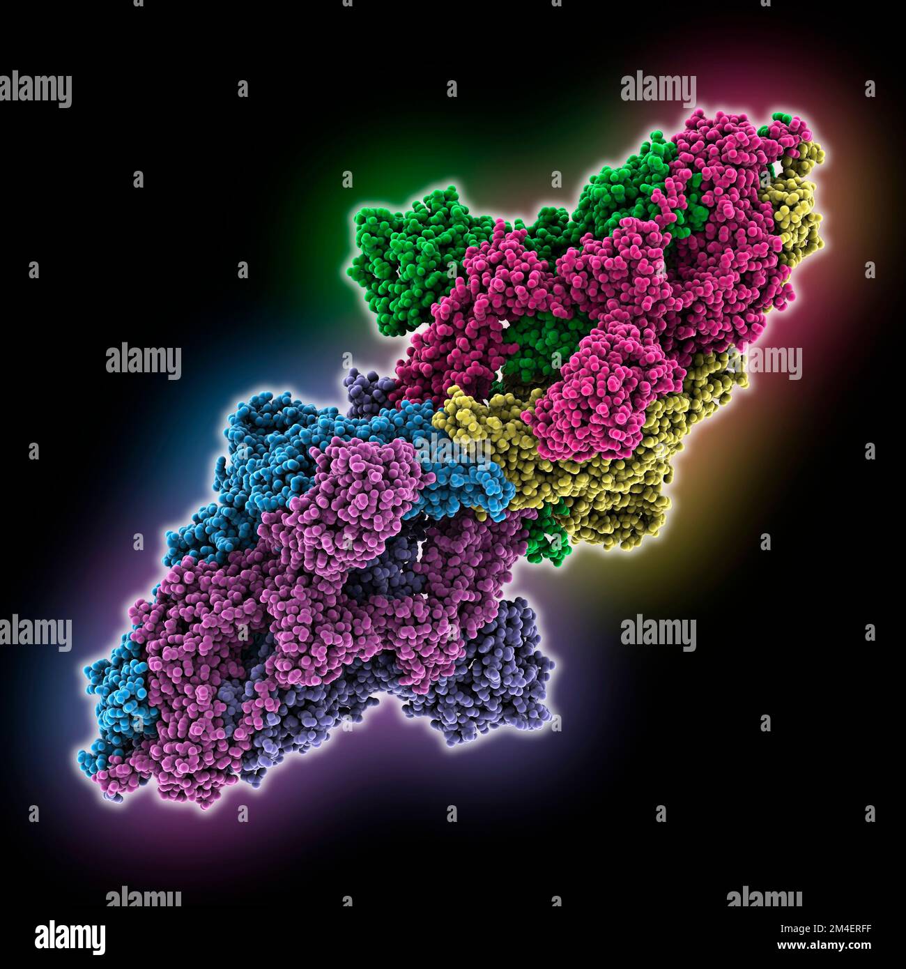 SARS-CoV-2 Kappa spike protein, molecular model Stock Photo - Alamy