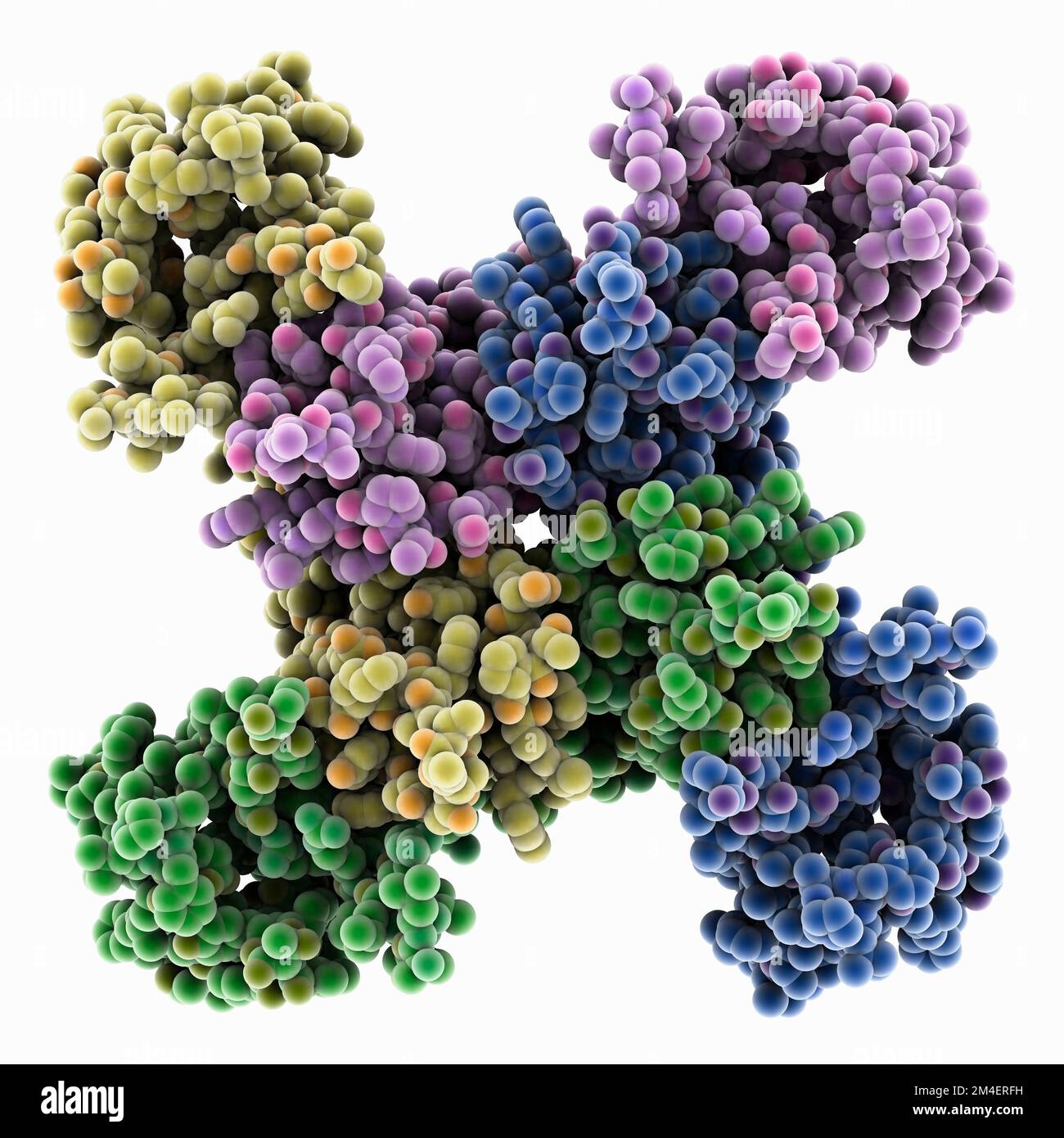 Shaker Kv channel, molecular model Stock Photo - Alamy