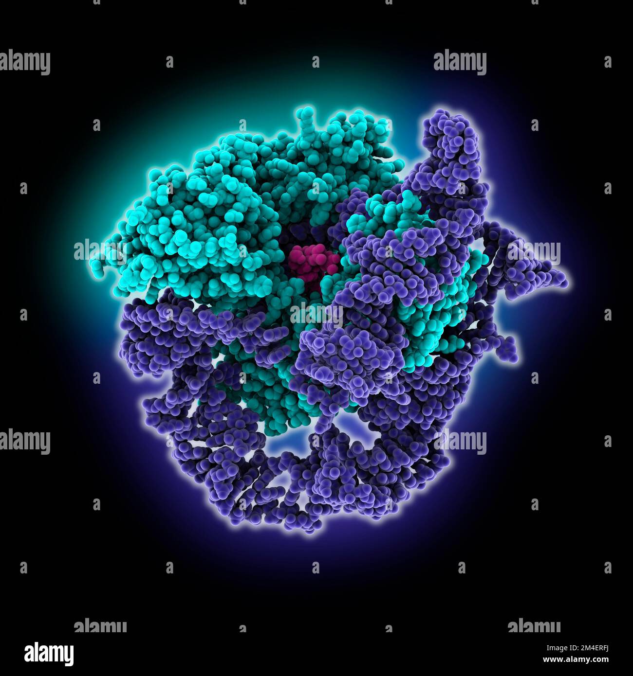 Human telomerase catalytic core, molecular model Stock Photo - Alamy