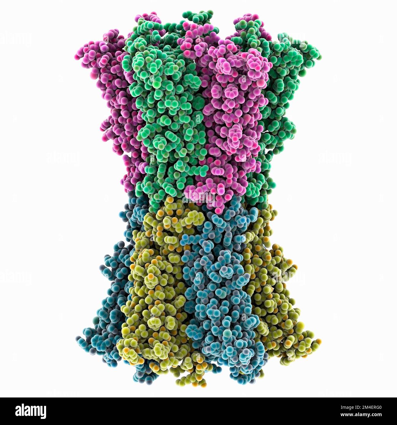 Human connexin 26 dodecamer, molecular model Stock Photo - Alamy