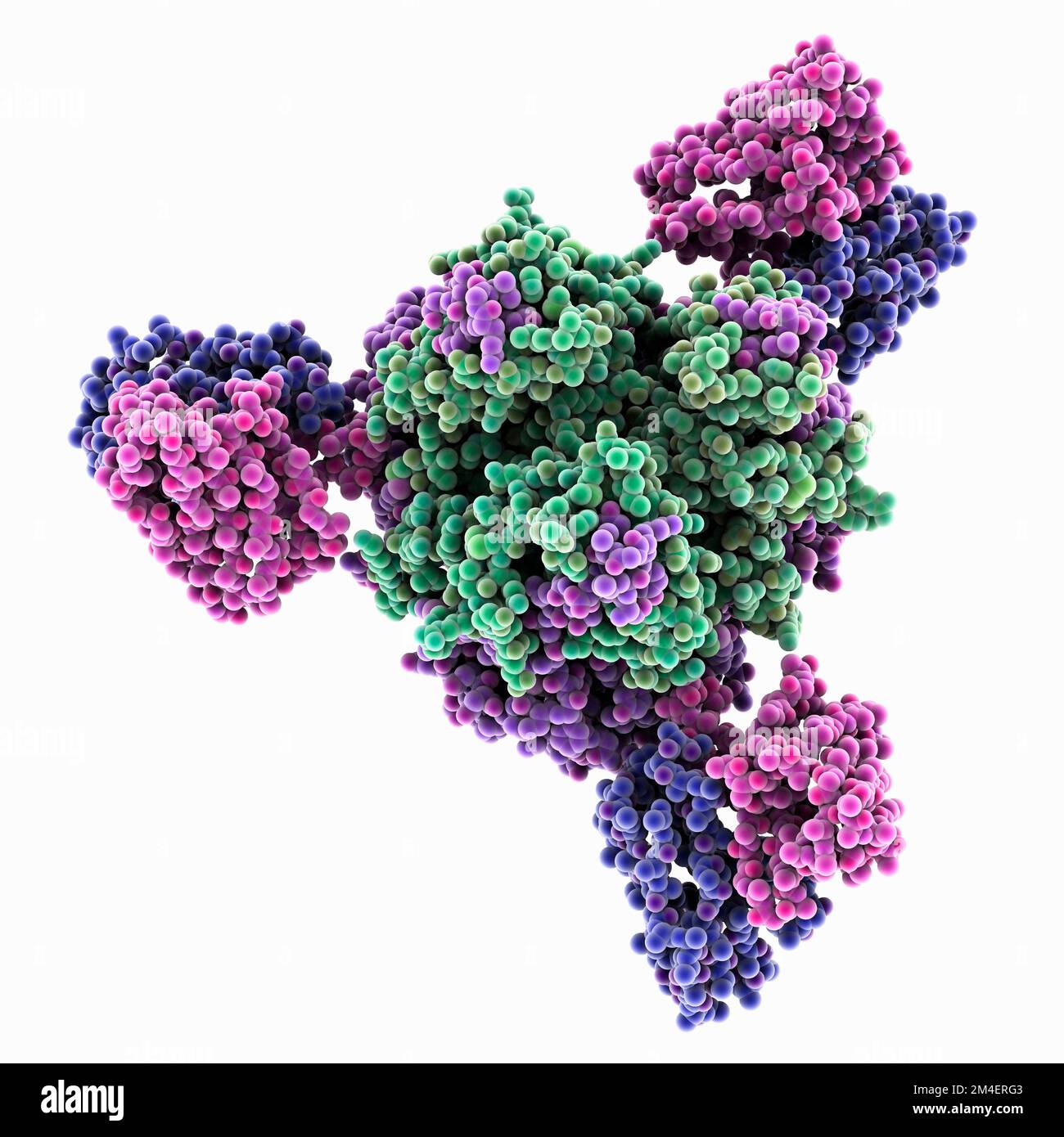 Lassa virus complexed with antibody, molecular model Stock Photo - Alamy