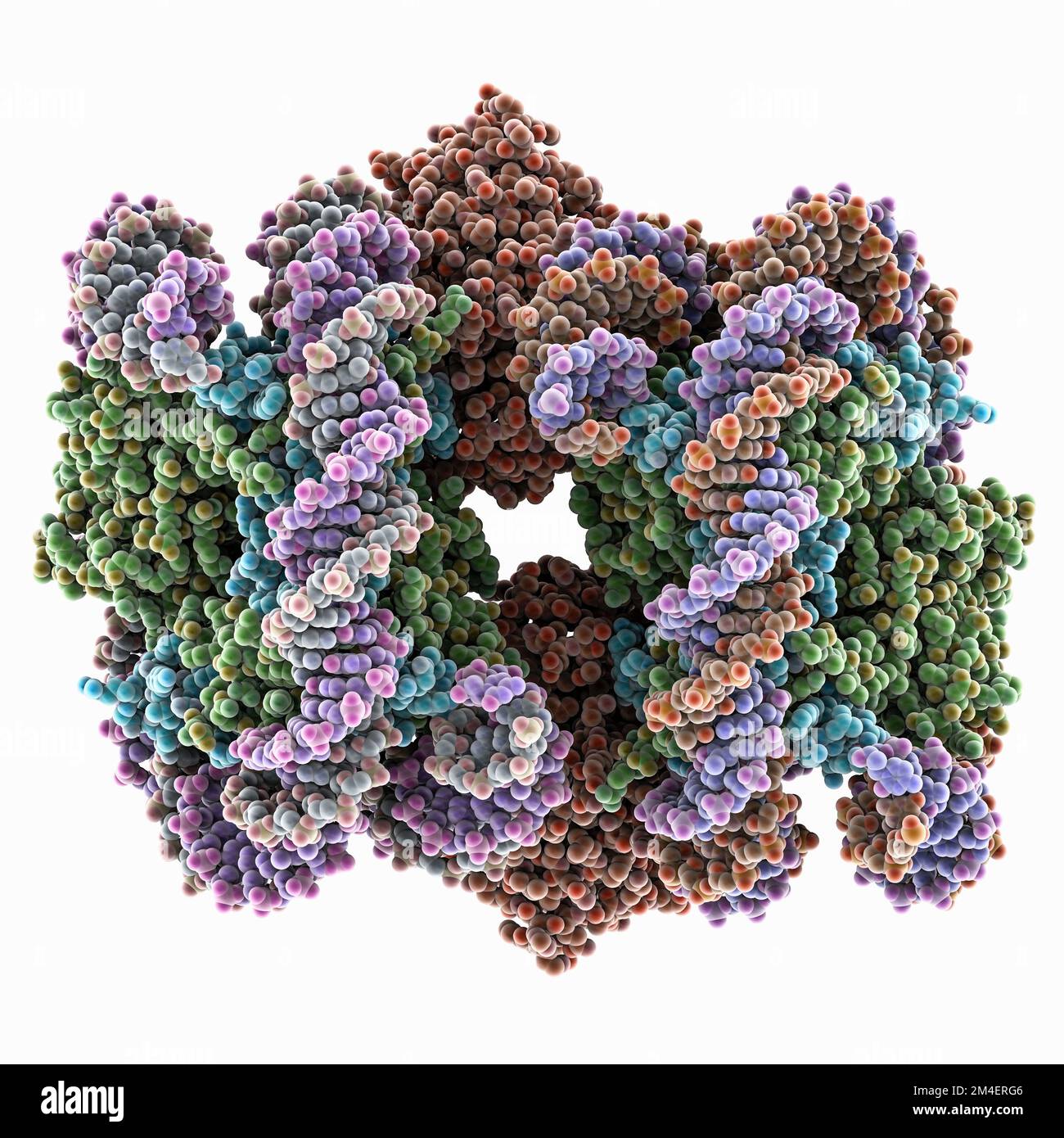 CENP-N promoted nucleosome stacks, molecular model Stock Photo - Alamy