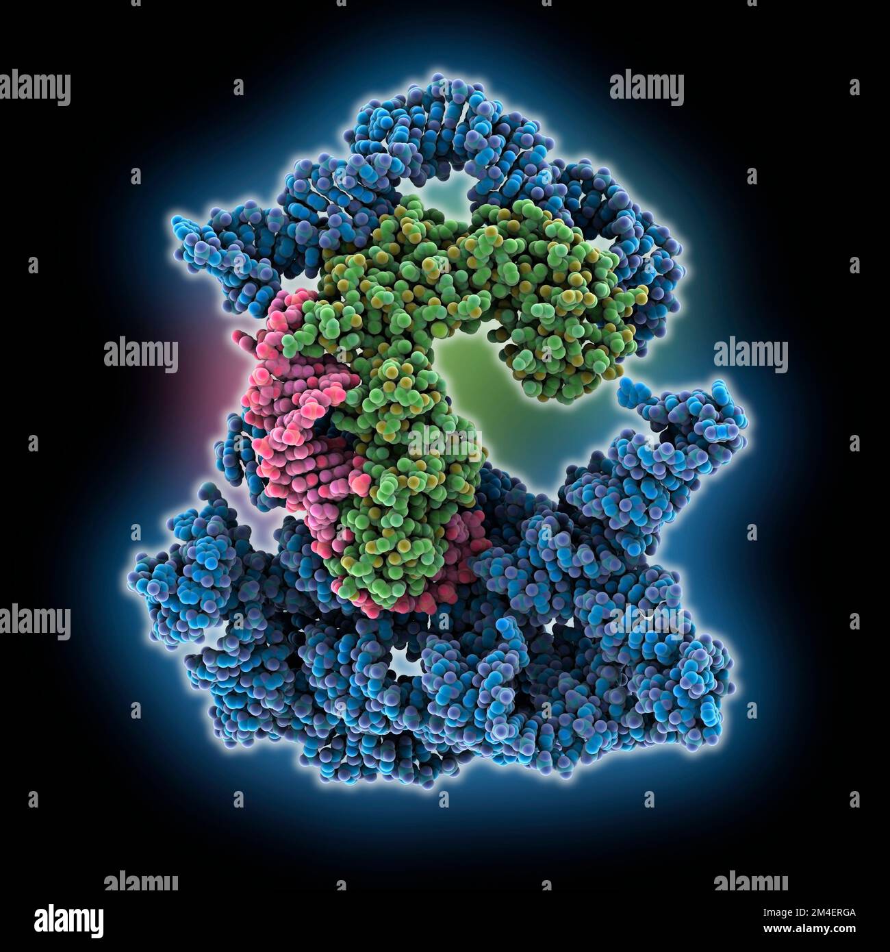 Group II intron retroelement, molecular model Stock Photo - Alamy