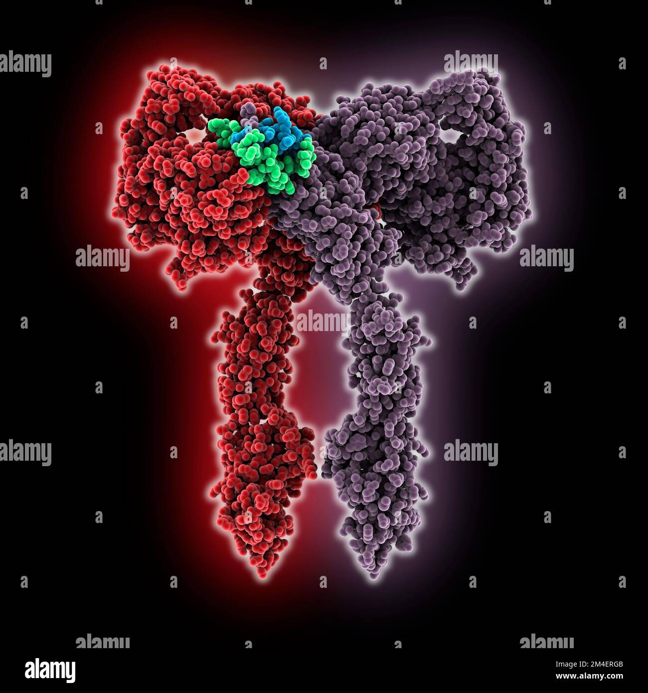 Insulin receptor complex, molecular model Stock Photo - Alamy
