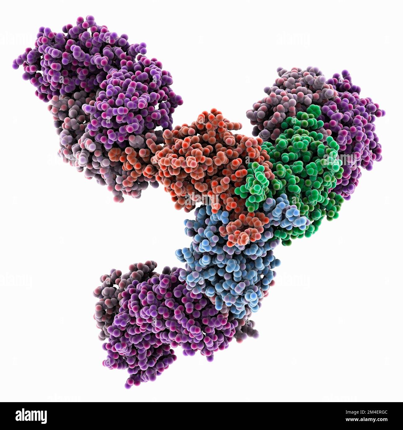 Trimeric serine protease complex, molecular model Stock Photo - Alamy