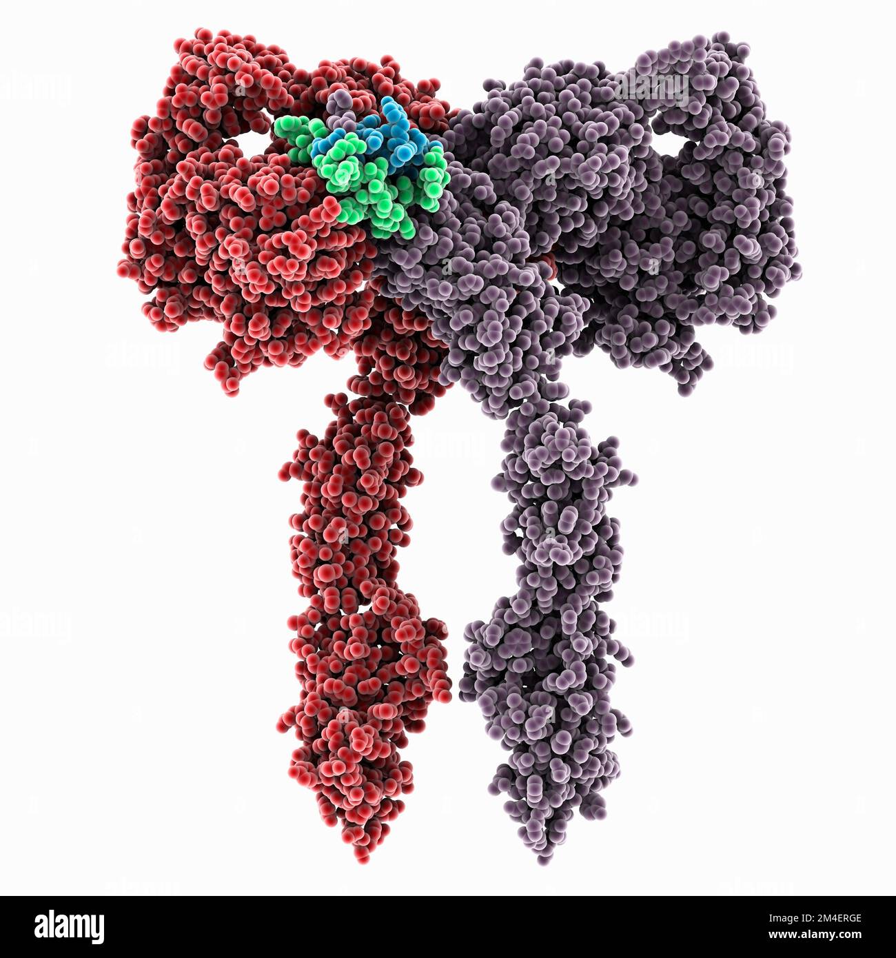 Insulin receptor complex, molecular model Stock Photo - Alamy