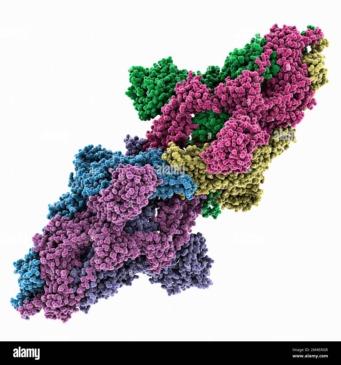 SARS-CoV-2 Kappa spike protein, molecular model Stock Photo - Alamy