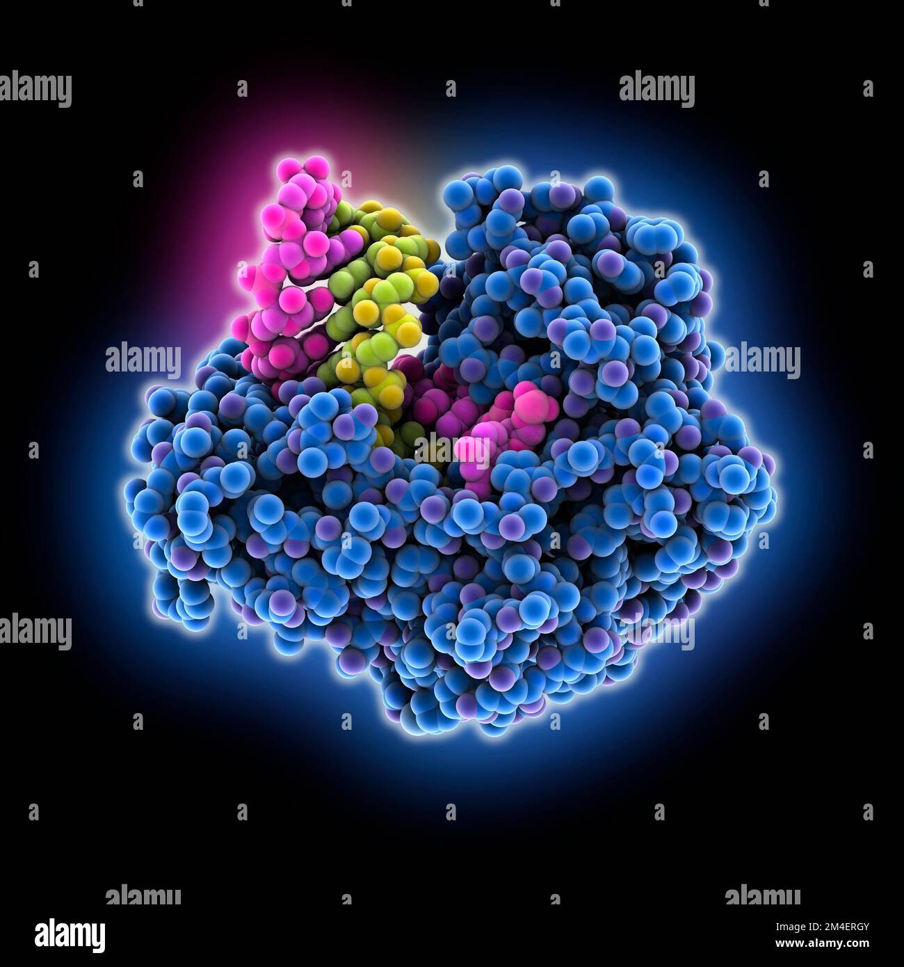 Enterovirus polymerase elongation complex, molecular model Stock Photo ...