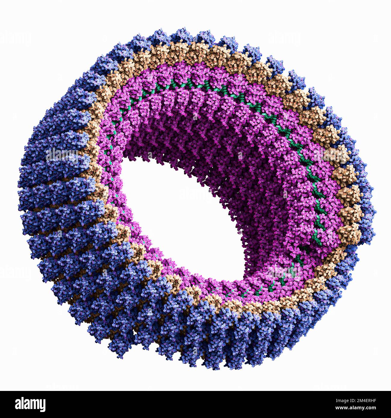 Vesicular stomatitis virus particle, molecular model Stock Photo - Alamy