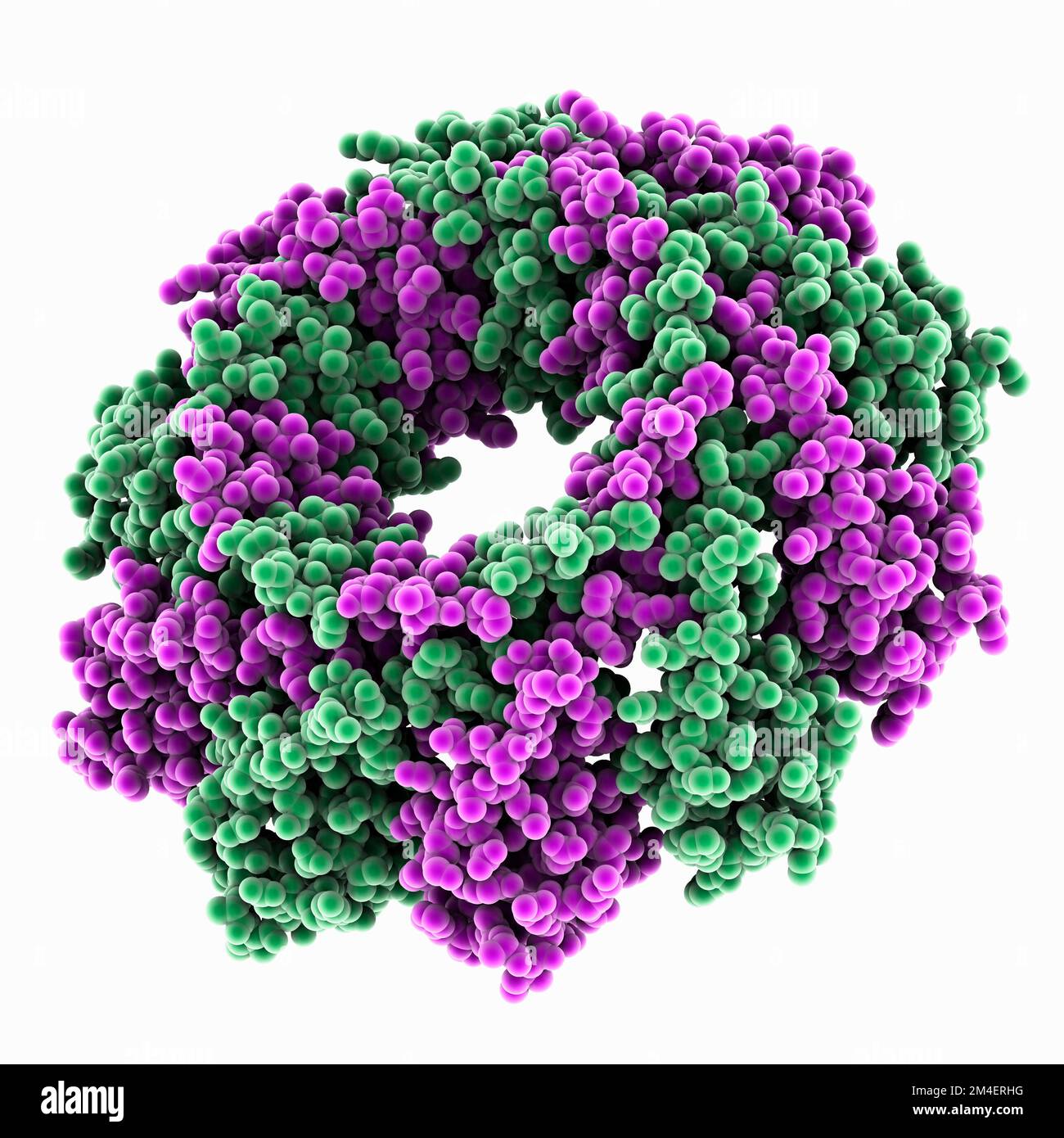 Small terminase from Pseudomonas phage, molecular model Stock Photo - Alamy