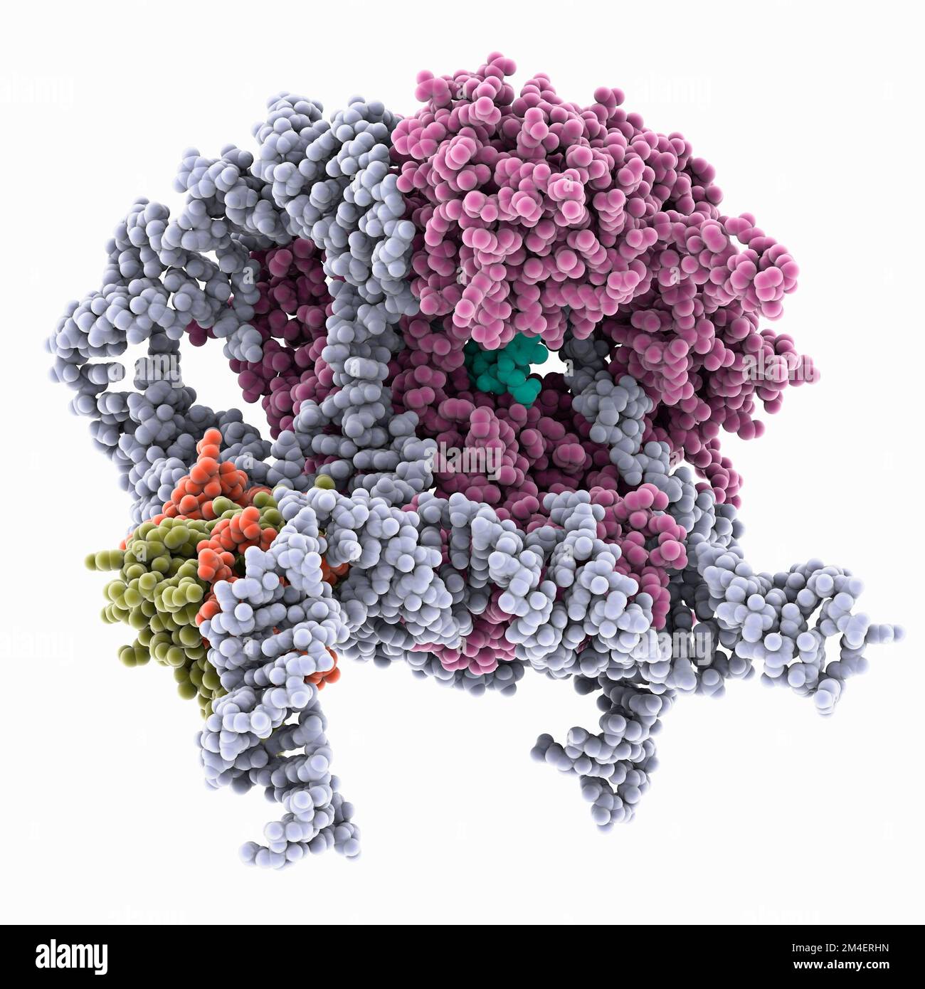 Core of human telomerase holoenzyme, molecular model Stock Photo - Alamy