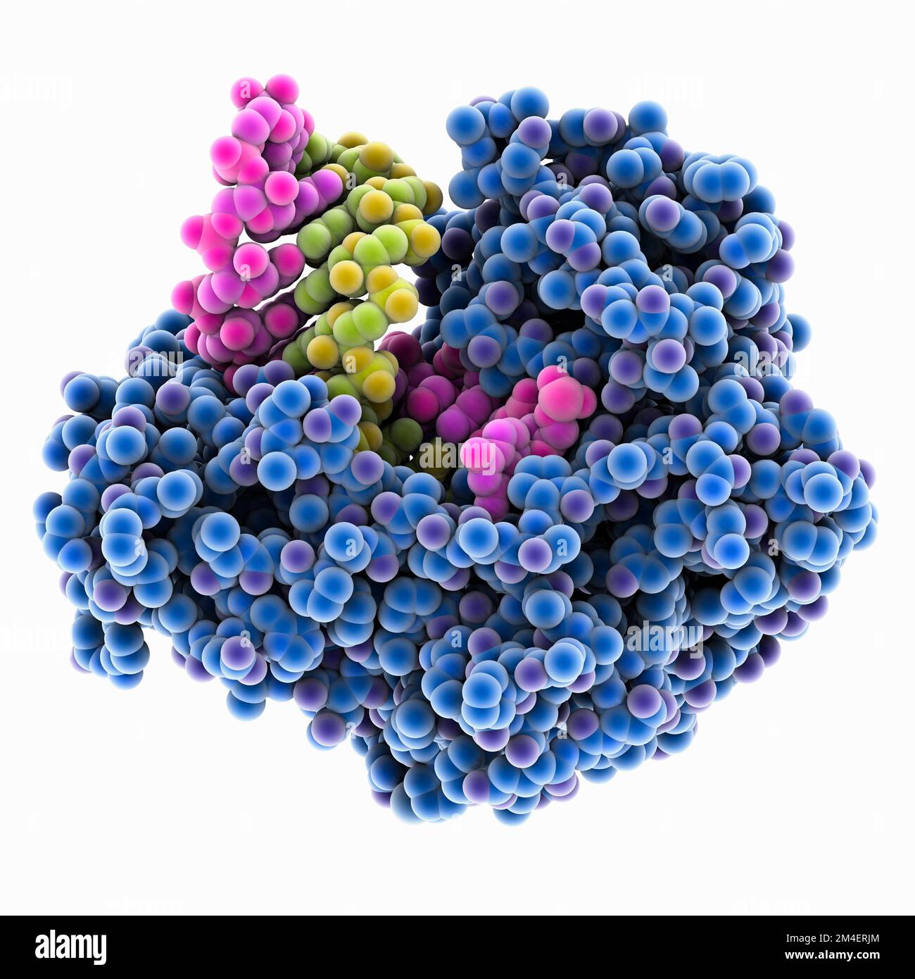 Enterovirus polymerase elongation complex, molecular model Stock Photo ...