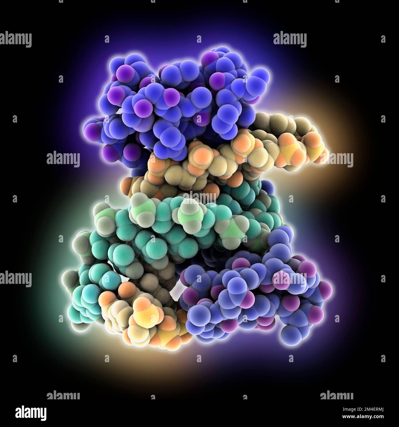Transcription factor SALL4-DNA complex, molecular model Stock Photo - Alamy