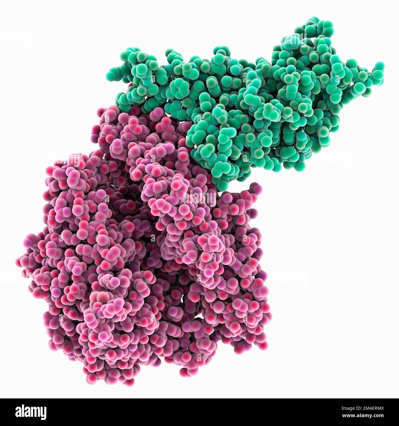 SARS-CoV-2 Omicron variant RBD complex, molecular model Stock Photo - Alamy