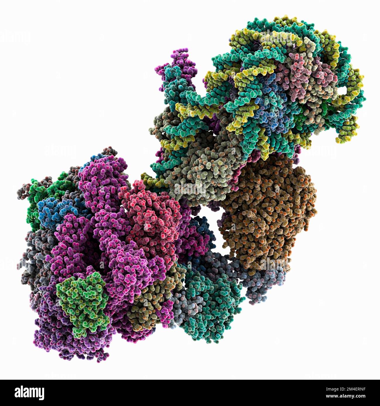 Polymerase complex with nucleosome, molecular model Stock Photo - Alamy