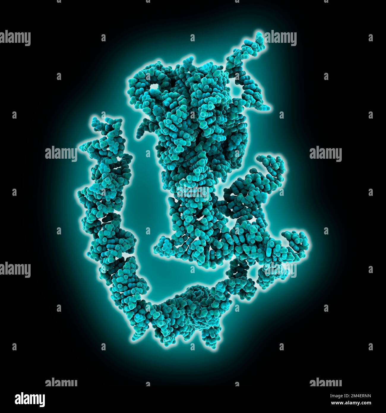Human 80S ribosome RNA structure, molecular model Stock Photo - Alamy