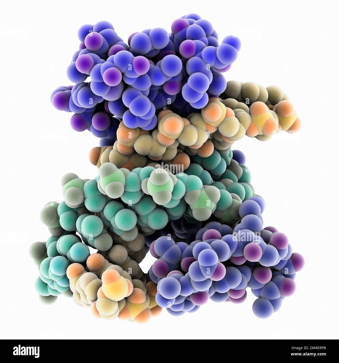 Transcription factor SALL4-DNA complex, molecular model Stock Photo - Alamy