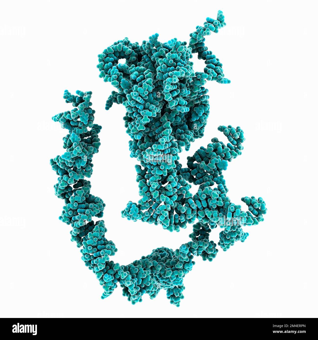 Human 80S ribosome RNA structure, molecular model Stock Photo - Alamy Human 80S ribosome RNA structure, molecular model Stock Photo - Alamy