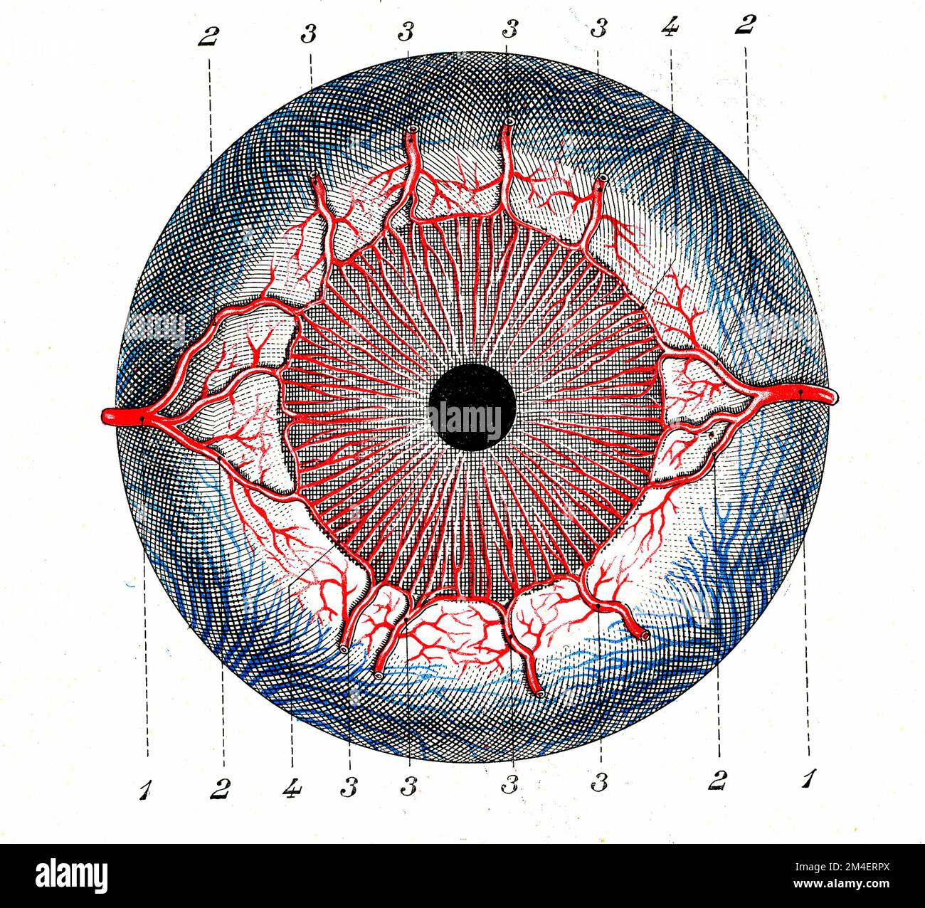 Eye Anatomy Illustration Stock Photo Alamy