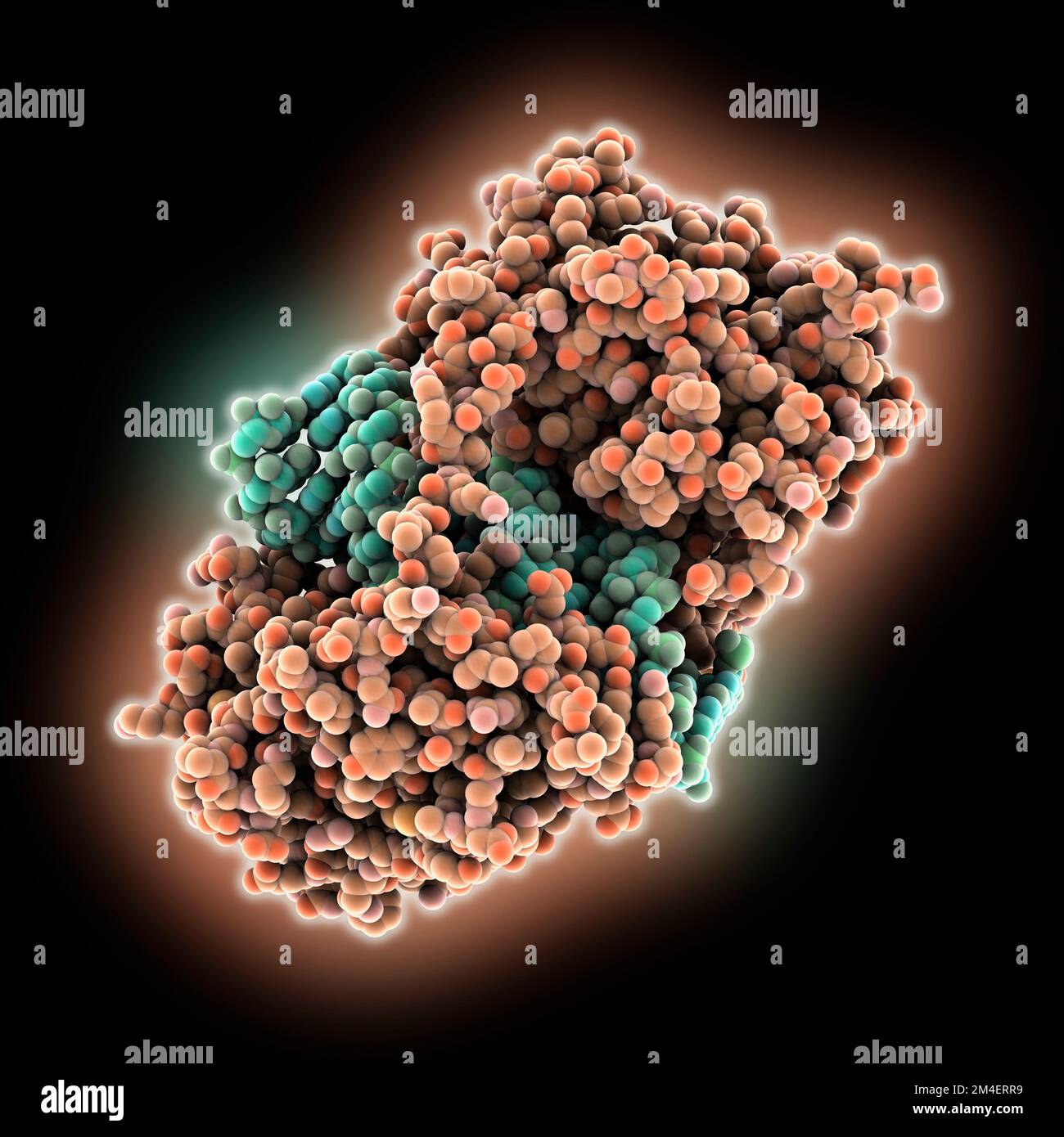 Human receptor complexed with RNA, molecular model Stock Photo - Alamy