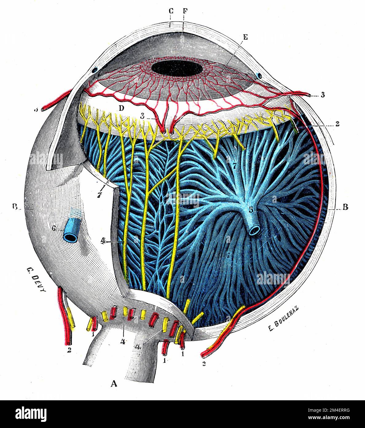 Eye anatomy, illustration Stock Photo - Alamy