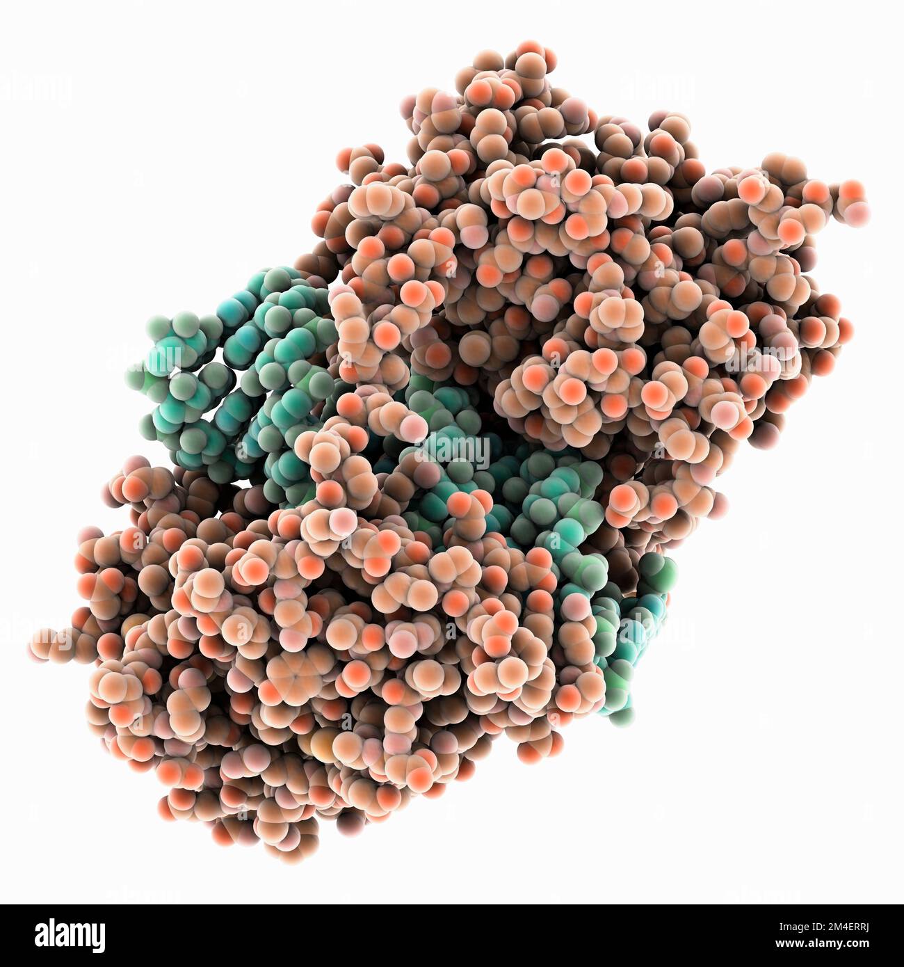 Human receptor complexed with RNA, molecular model Stock Photo - Alamy