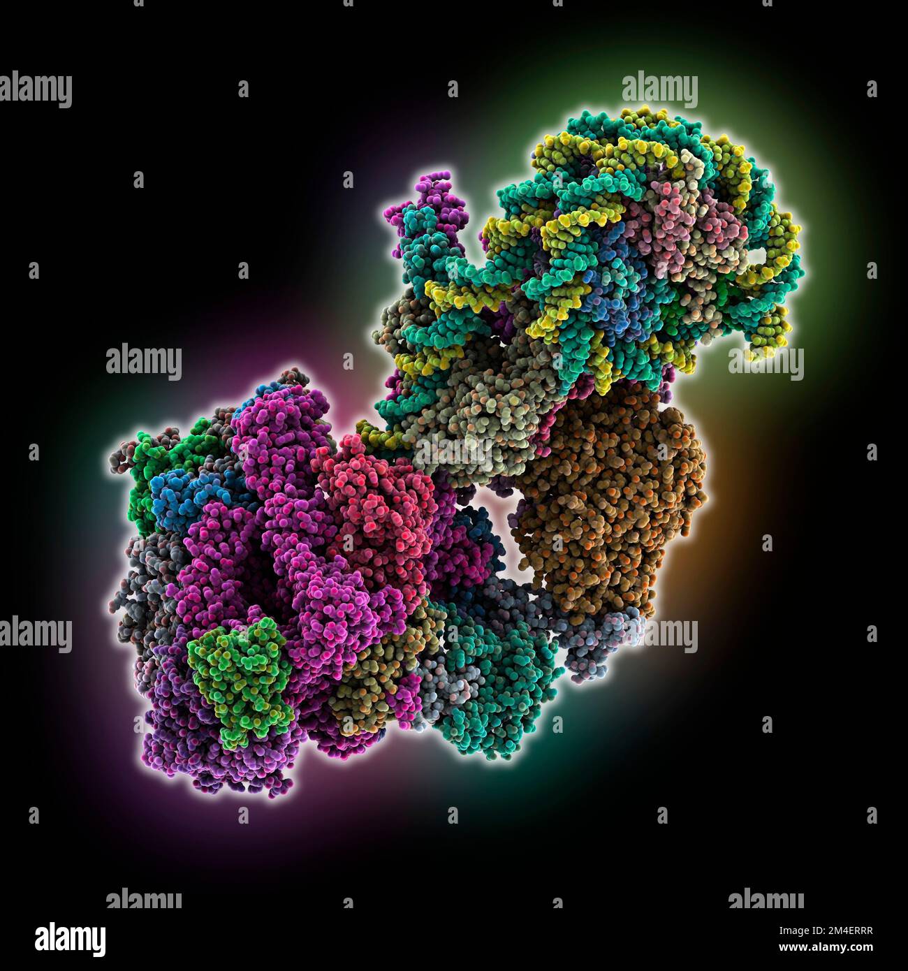 Polymerase complex with nucleosome, molecular model Stock Photo - Alamy