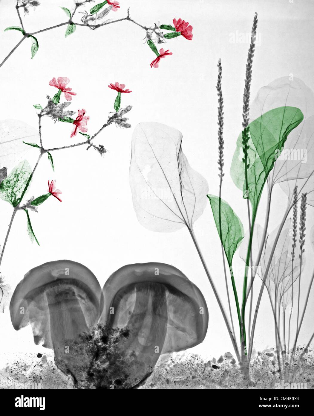 Mushrooms and plants, X-ray Stock Photo - Alamy