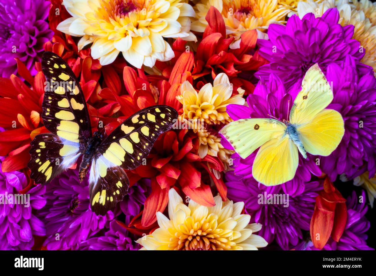 Two Resting Butterflies On Poms Still Life Stock Photo - Alamy