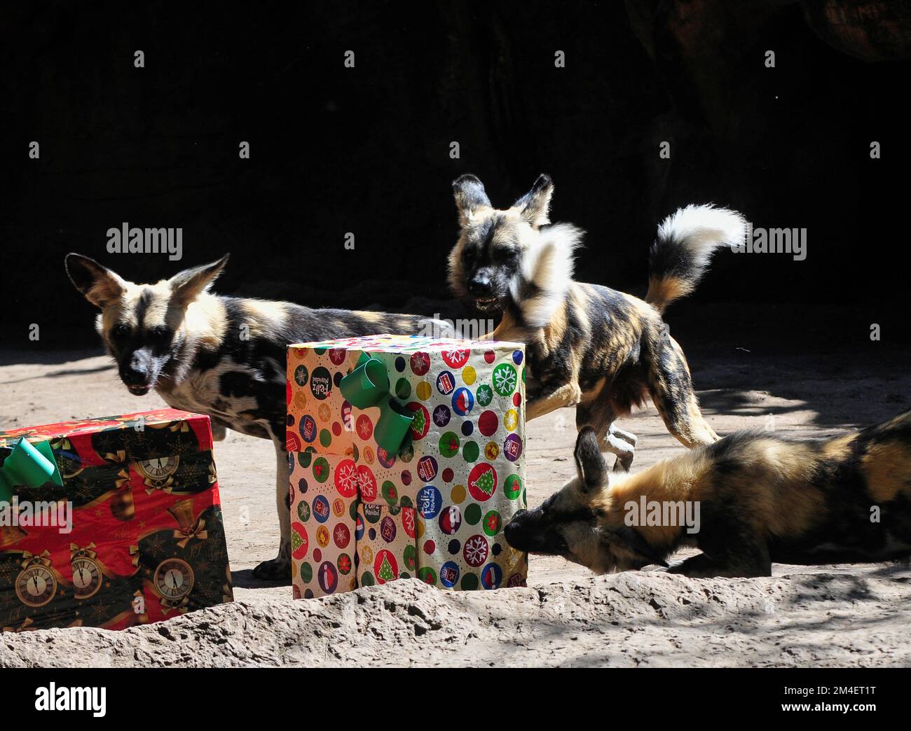 Aurora zoo hi-res stock photography and images - Alamy