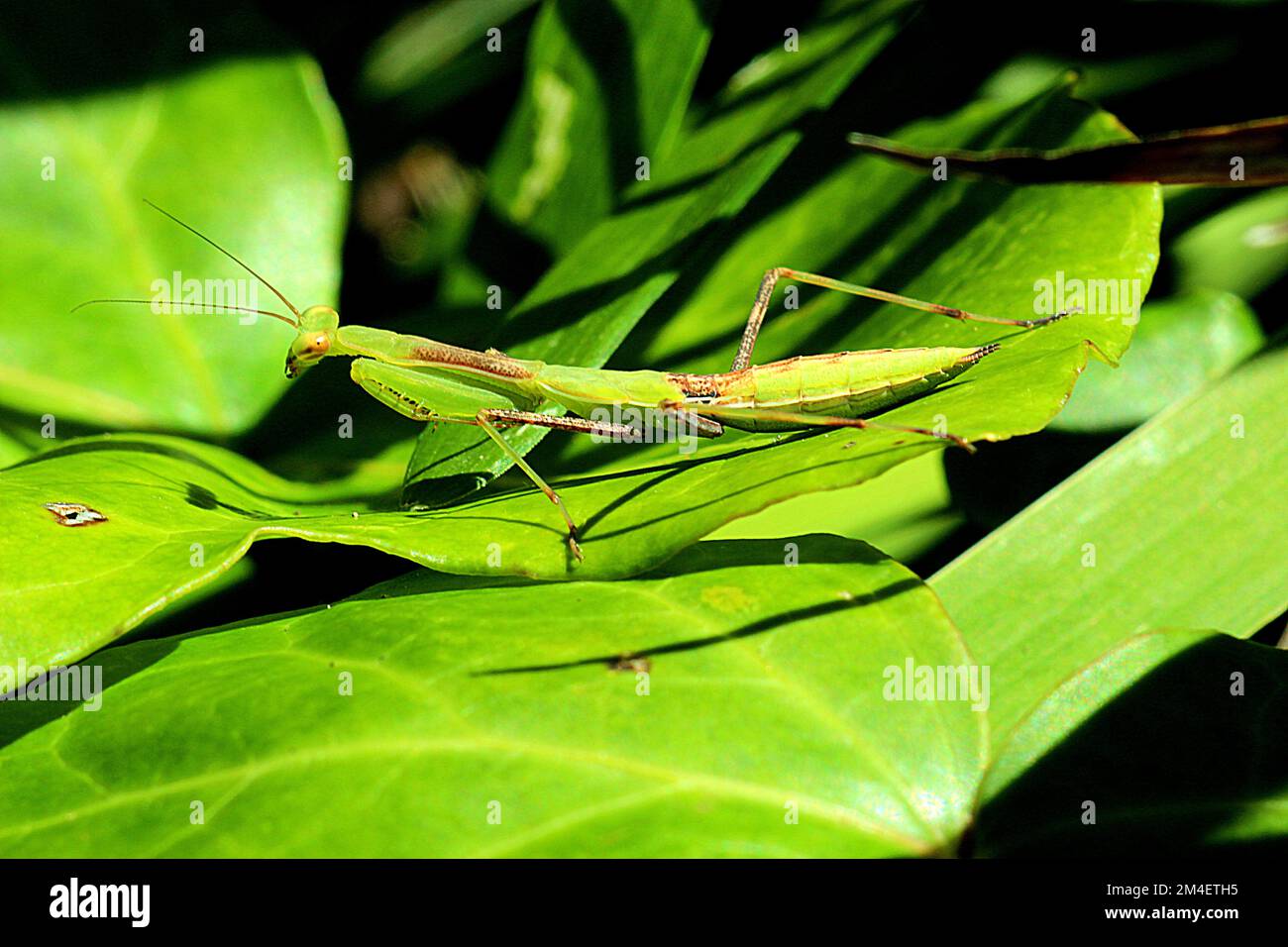 South African praying mantis (Miomantis caffra Stock Photo - Alamy