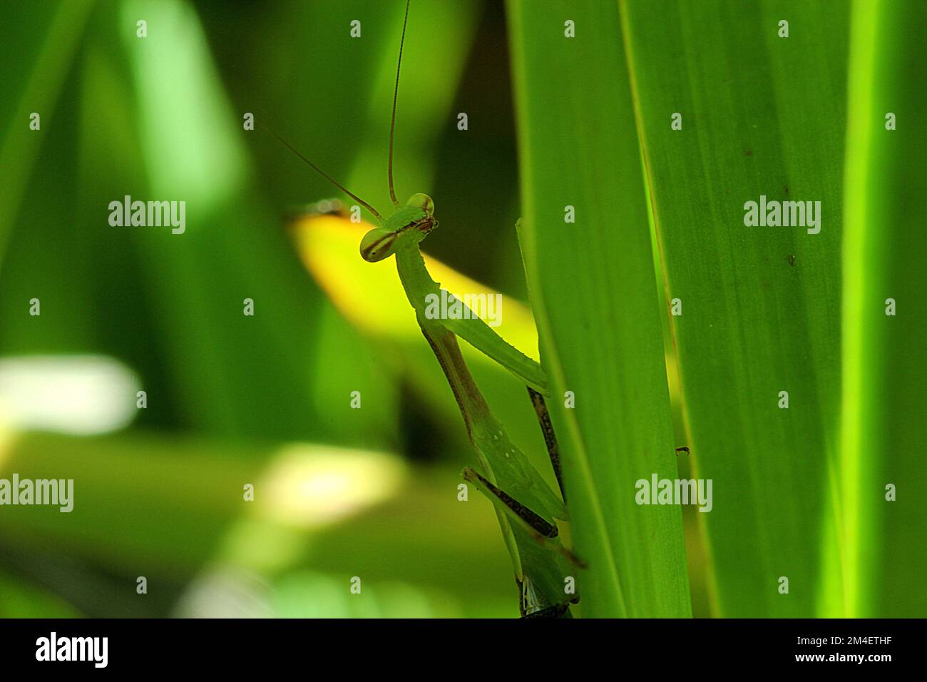 South African praying mantis (Miomantis caffra Stock Photo - Alamy