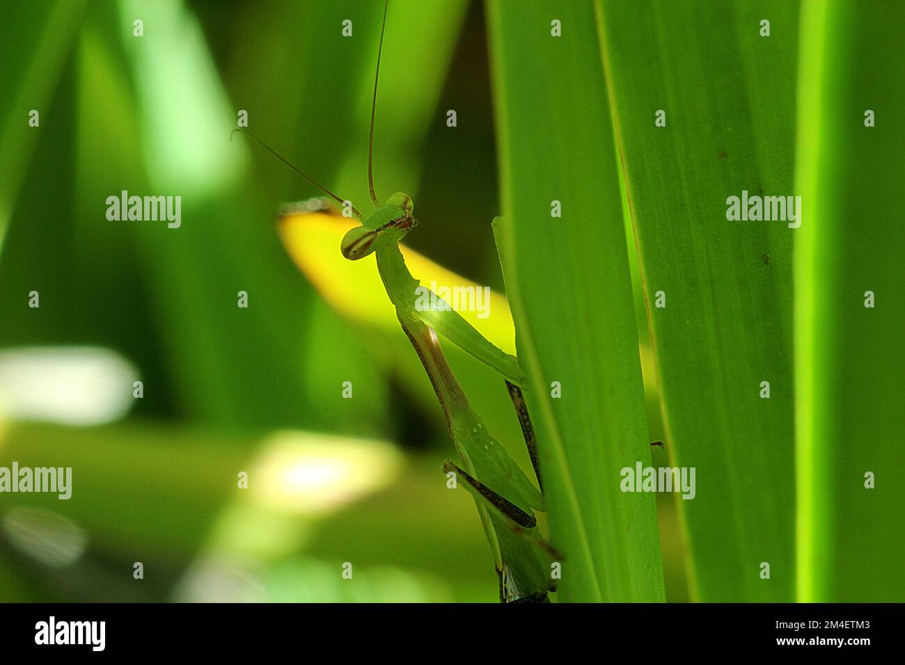 South African praying mantis (Miomantis caffra Stock Photo - Alamy