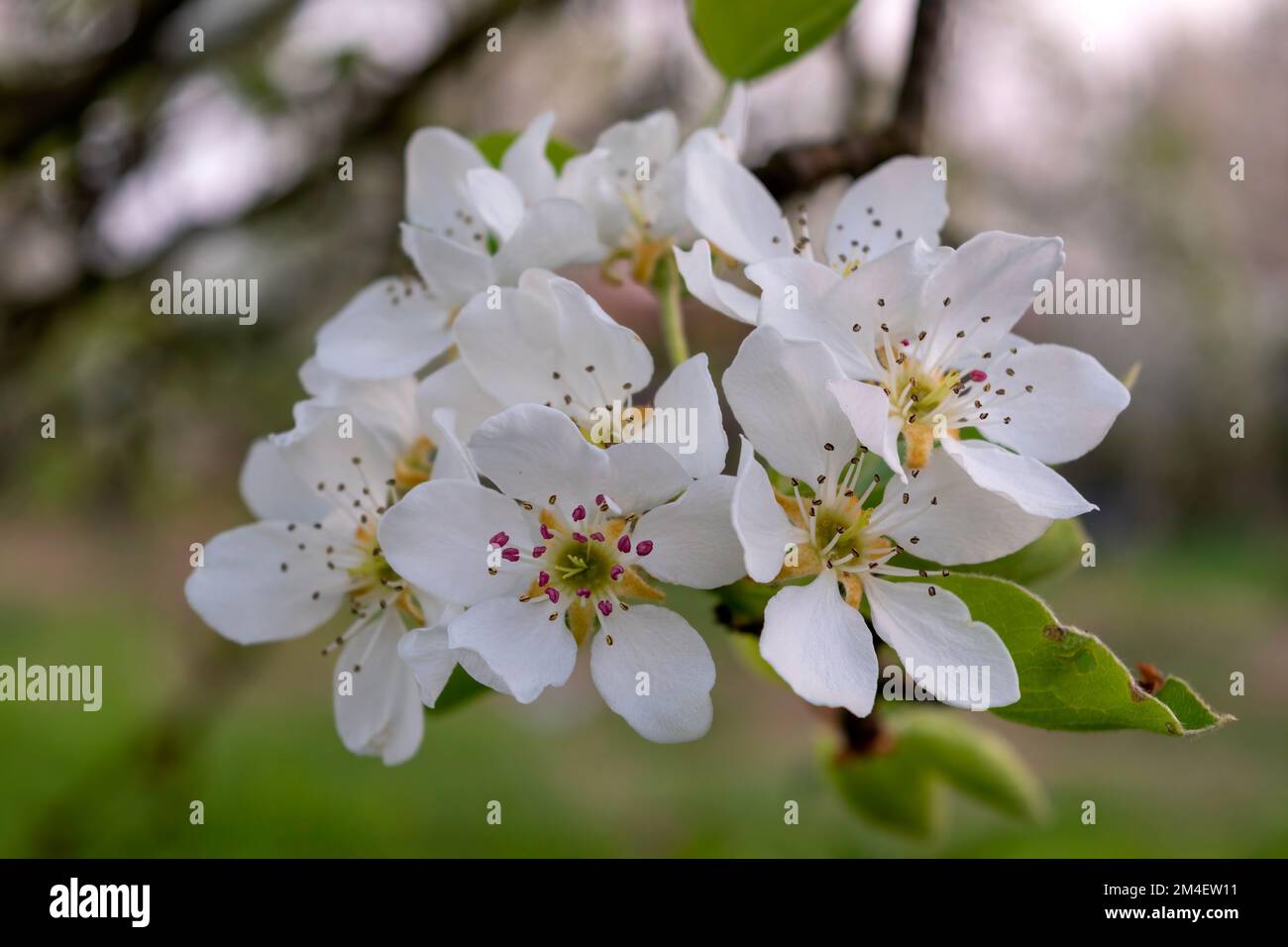 A closeup shot of a blossoming apple tree Stock Photo - Alamy