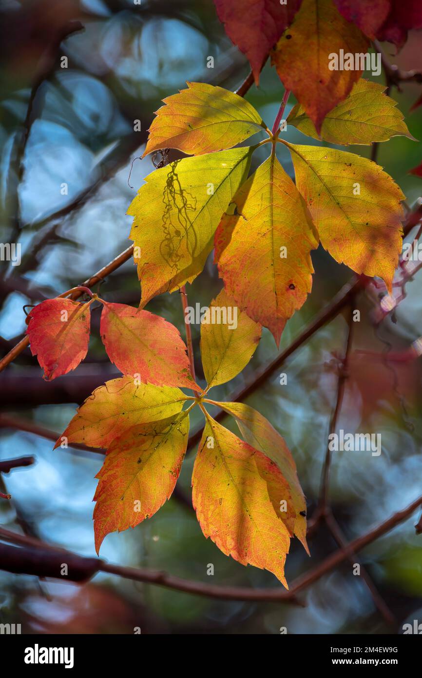 A closeup shot of the autumn leaves on a tree Stock Photo - Alamy