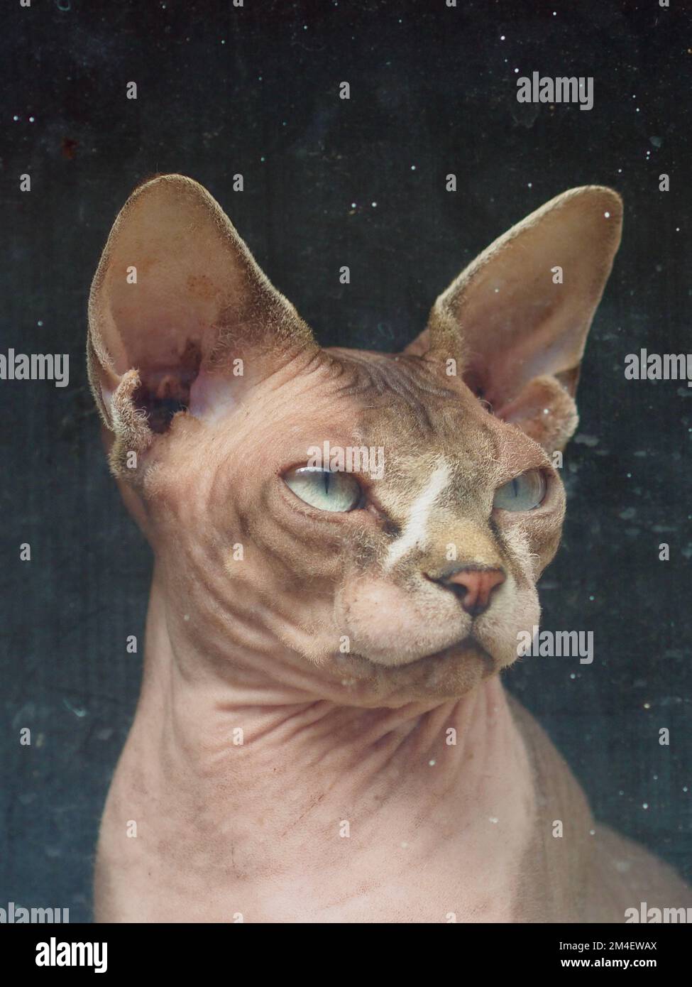 Are Female Sphynx Cats Friendly at Bruce Earnshaw blog