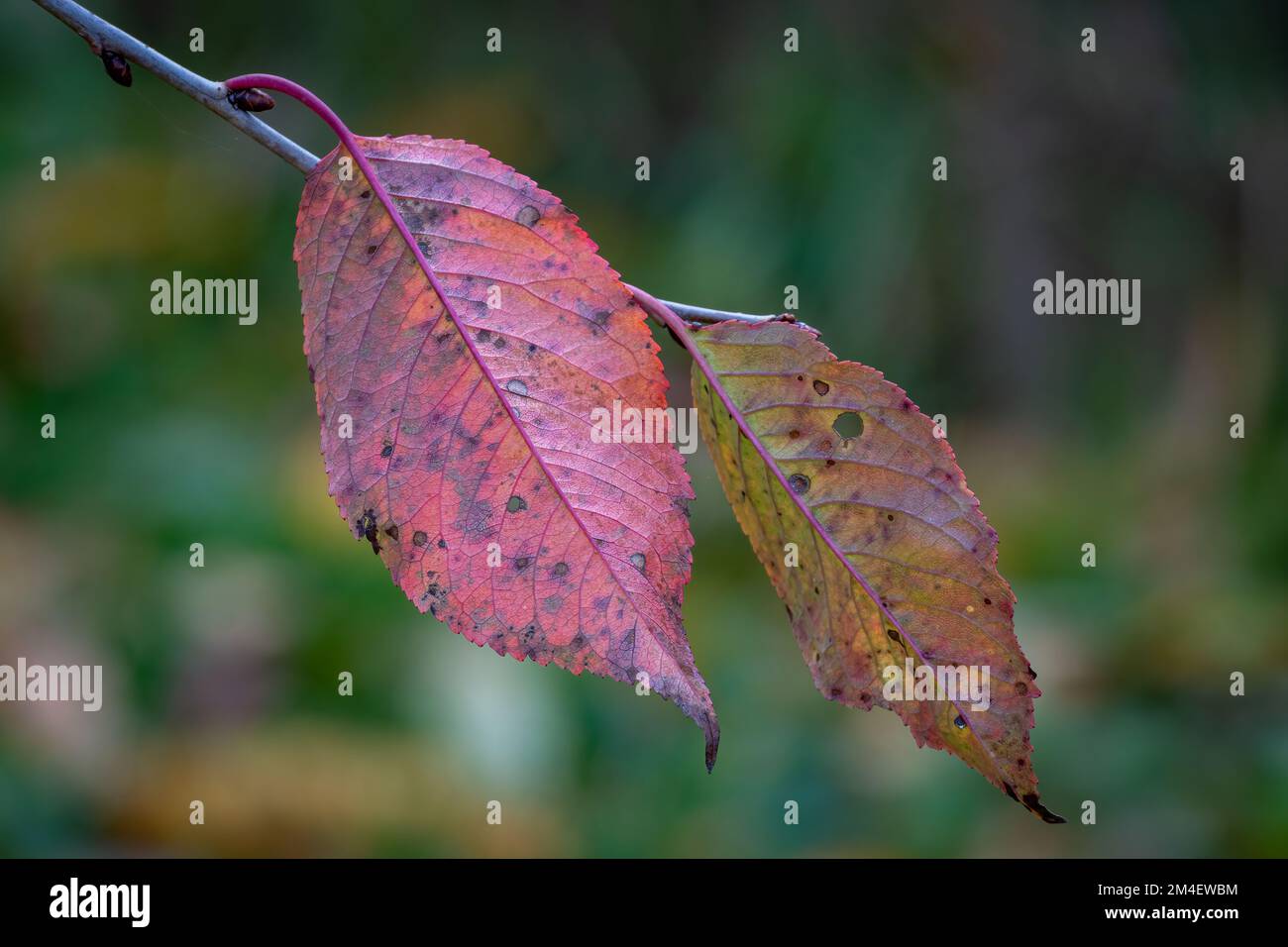 A closeup shot of the autumn leaves on a tree Stock Photo - Alamy