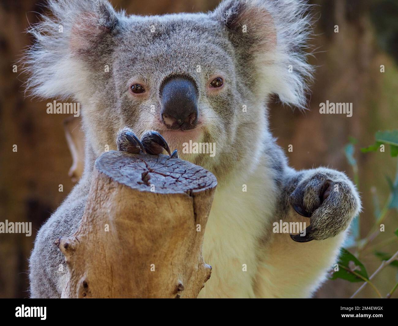 Delightful captivating Koala with sparkling eyes and soft grey fur Stock Photo - Alamy