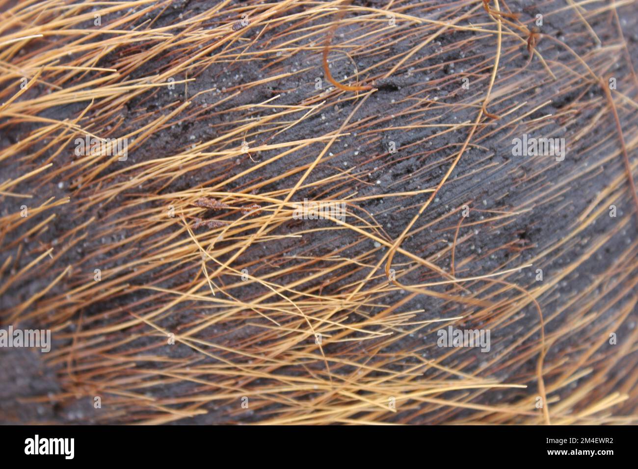 Coconut fibre natural material hi-res stock photography and images - Alamy