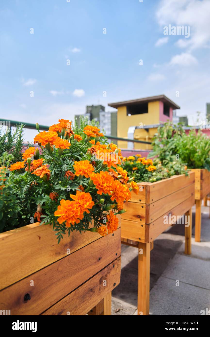Vegetables and aromatic plants growing in a urban community garden ...