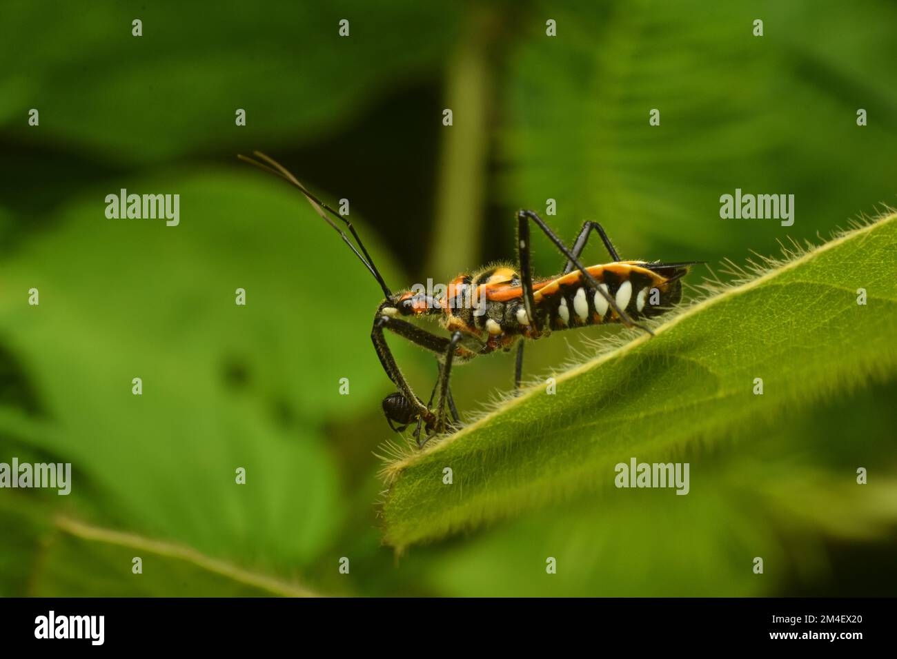 Flower assassin bug preying a small insect Stock Photo - Alamy