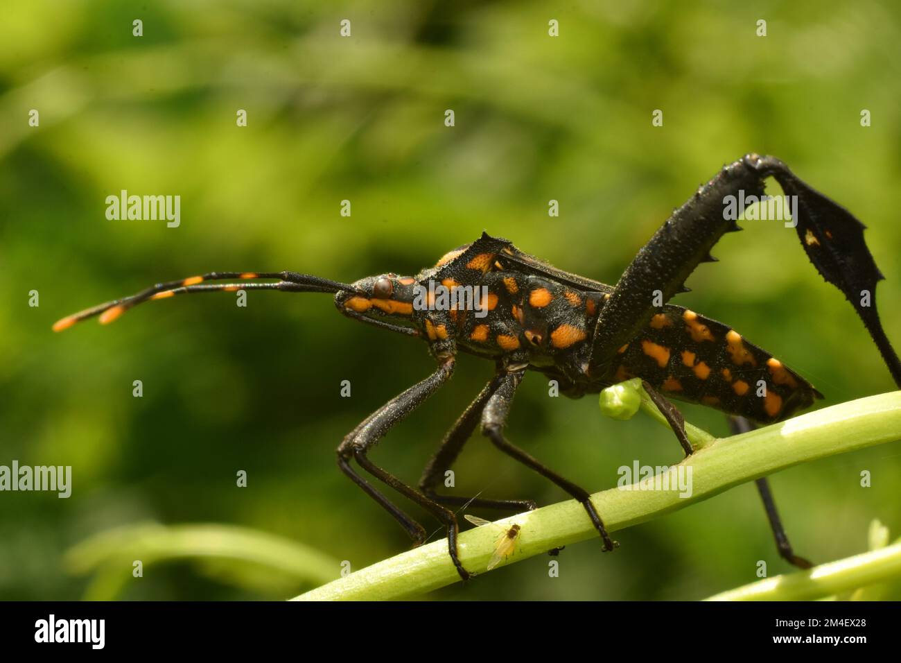 Orange spotted black citron bug. Close up. Leptoglossus gonagra Stock ...
