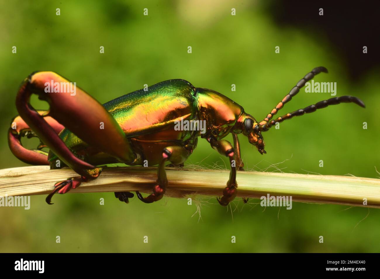 Close up photo of frog legged beetle resting on dried grass. Sagra ...