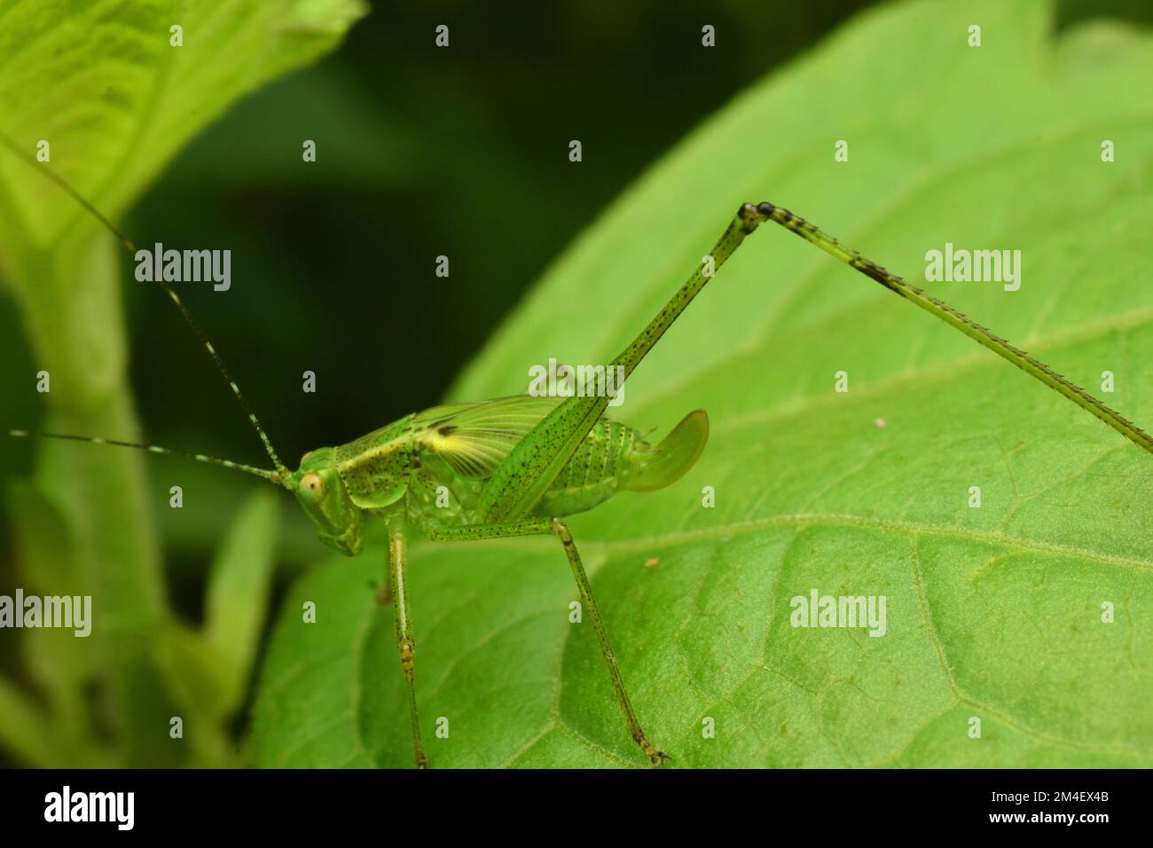Small green katydid with one hind leg Stock Photo - Alamy