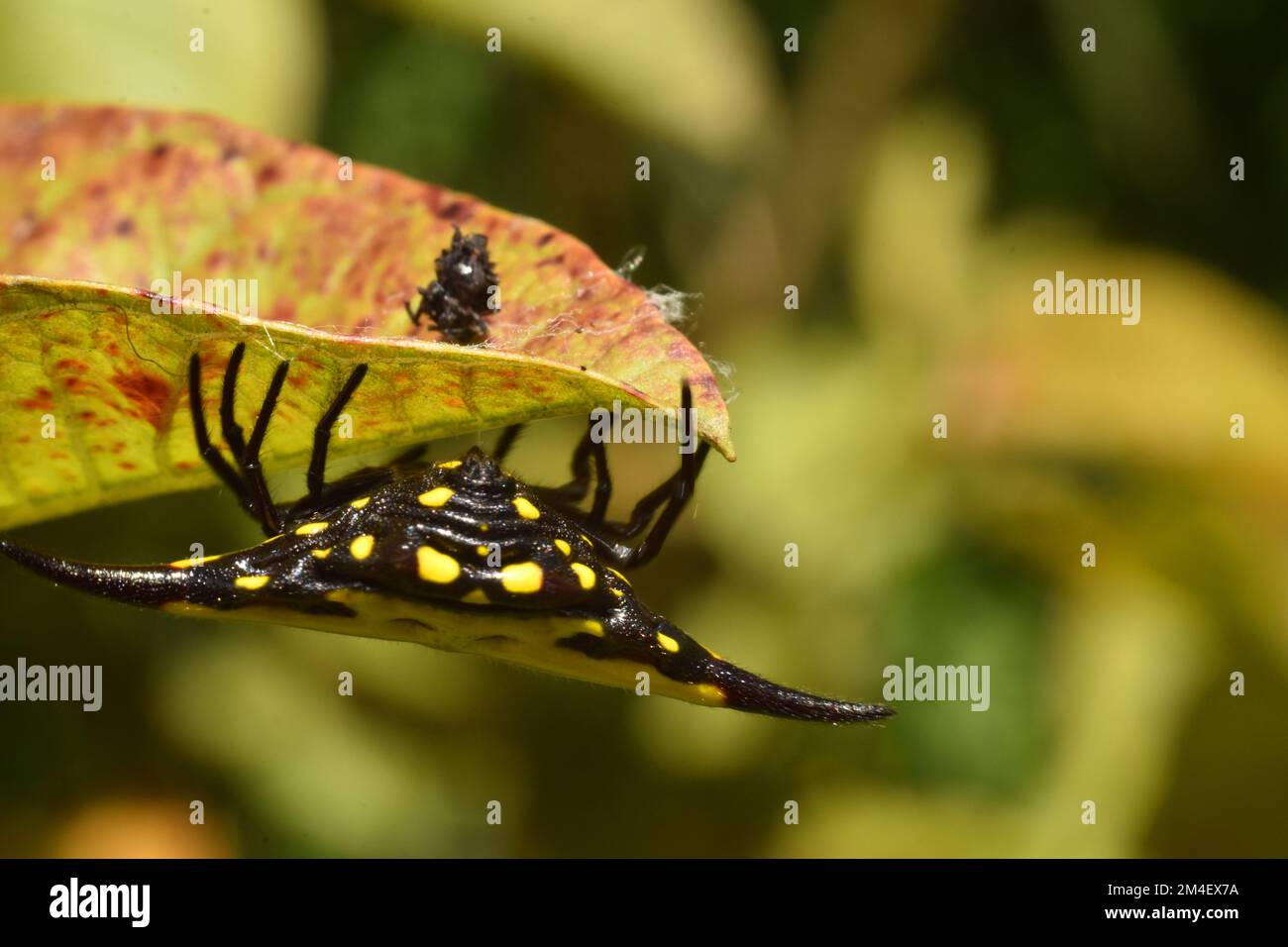 Spiny orb waever spider rear view showing it's spineret. Gasteracantha ...