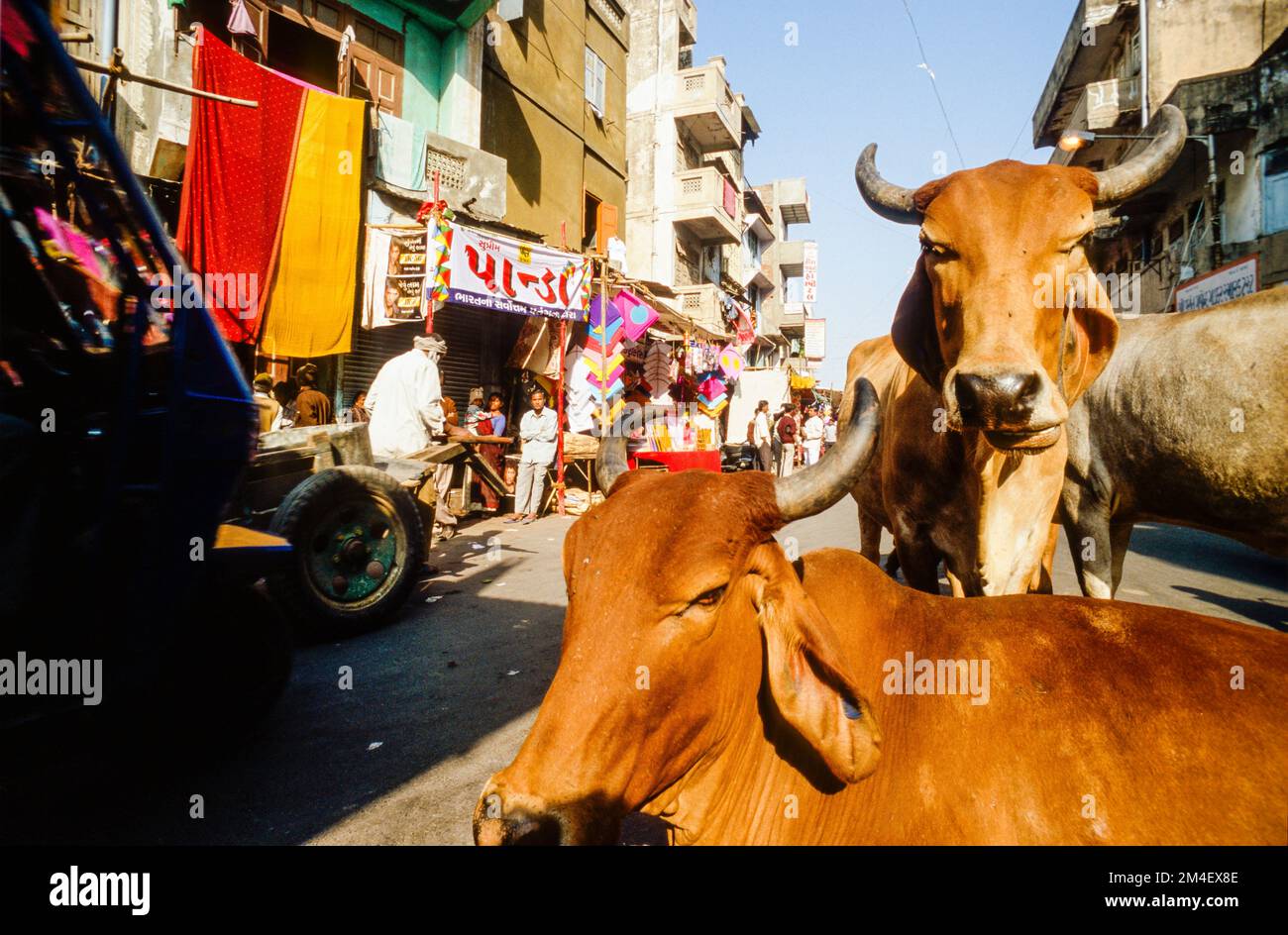 Holy cows are respected on the streets of India Stock Photo - Alamy